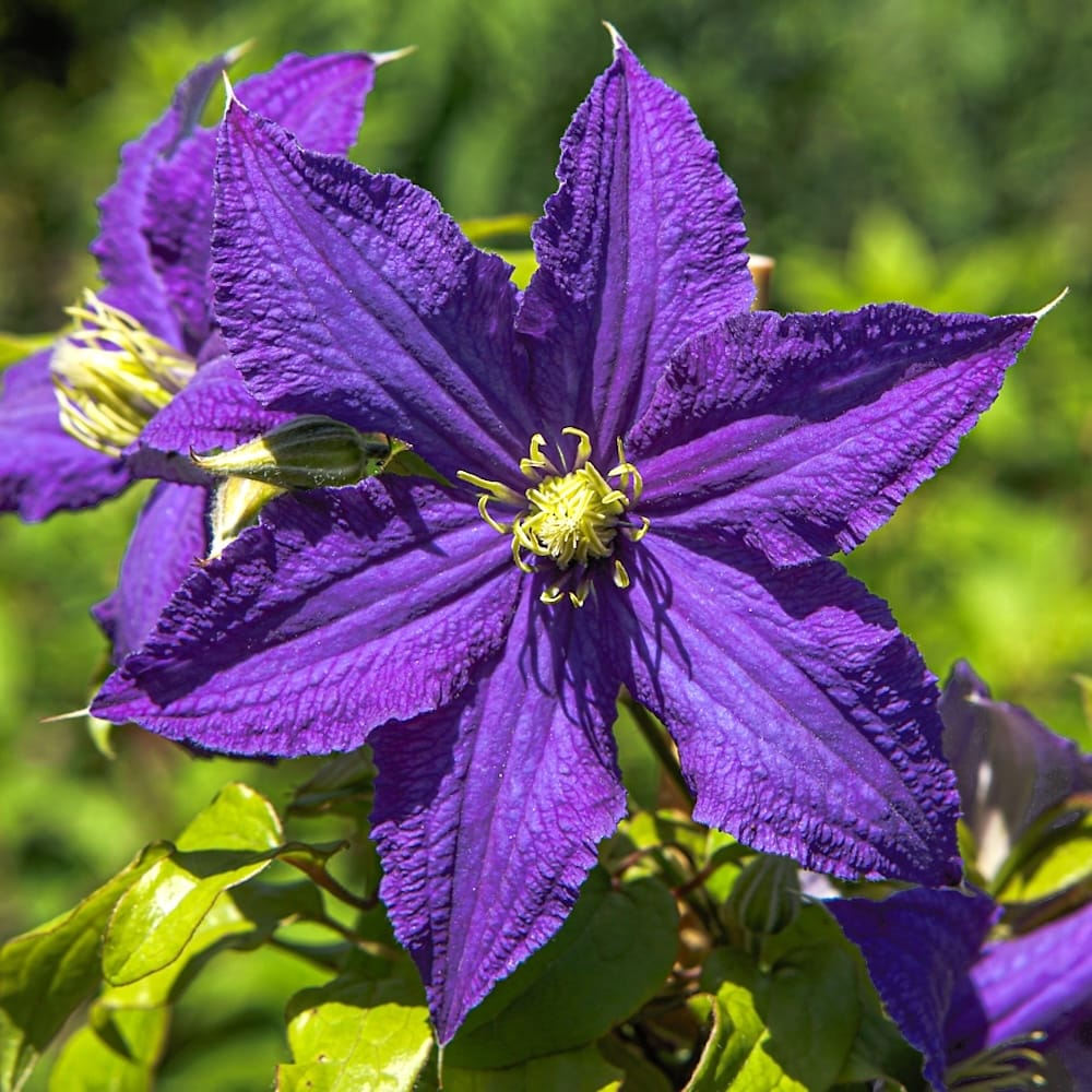 Clematis 'Rhapsody' – Secret Garden Plant Shop