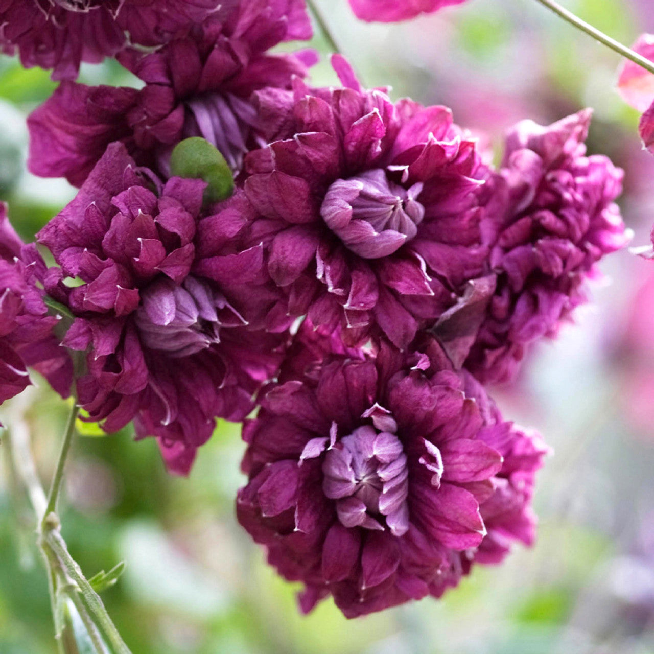 Clematite cu flori duble mov - Clematis 'Purpurea Plena Elegans' (Viti