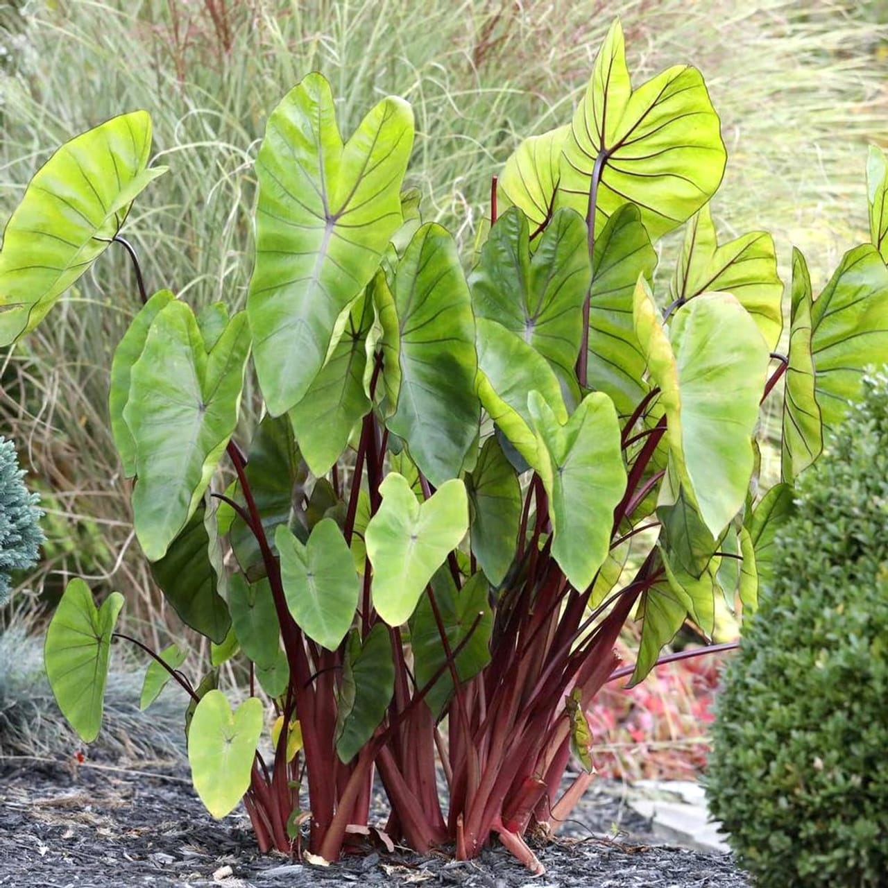 Colocasia esculenta 'Hawaiian Punch' (2 plante/ghiveci) – Secret Garden ...