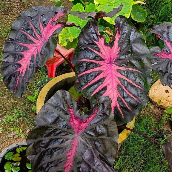 Colocasia esculenta 'Redemption' (2 plants/pot) – Floraria Secret ...