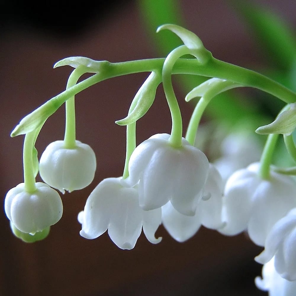 Lacramioare cu flori mari - Convallaria majalis 'Bordeaux' (Margaritar ...