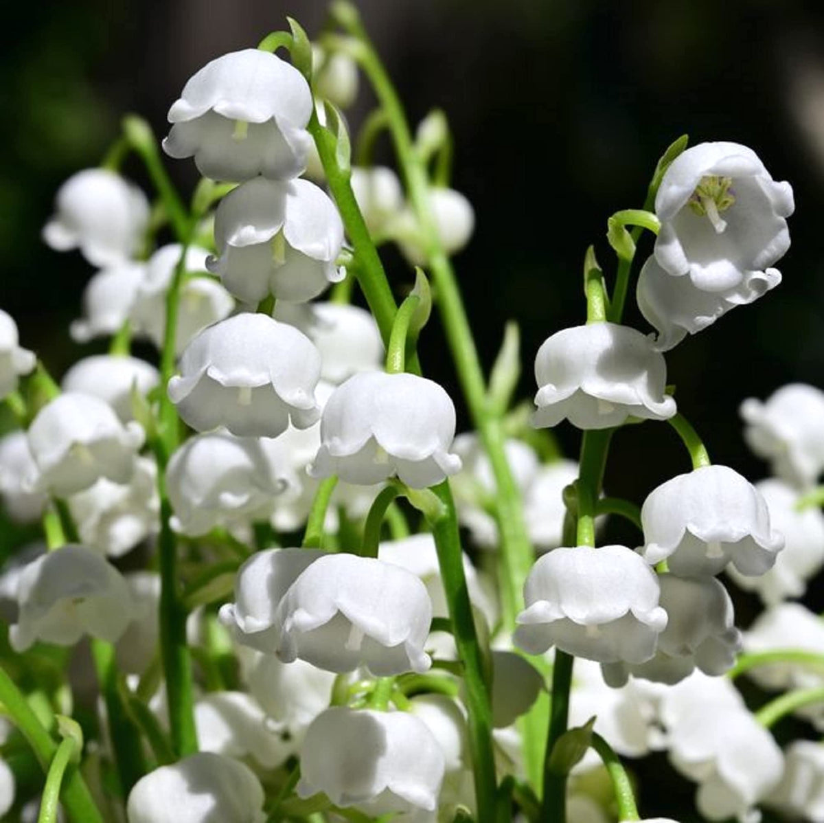 Lacramioare cu flori mari - Convallaria majalis 'Bordeaux' (Margaritar ...