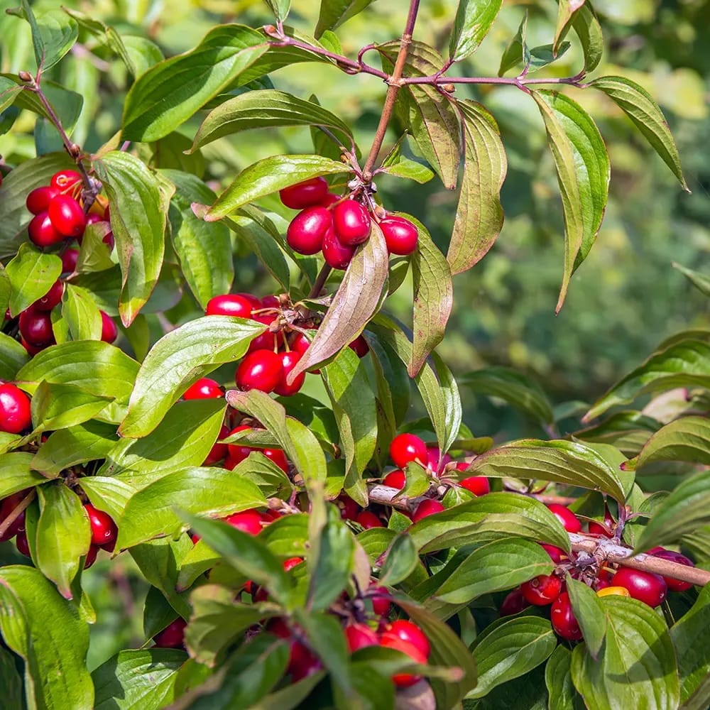 Cornus mas 'Jolico' (Cornelian cherry 'Jolico') - fructe mari – Secret ...