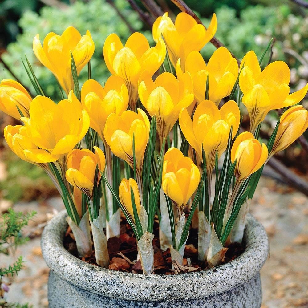 Crocus flavus 'Yellow Giant' (Golden Yellow) - branduse galbene cu flo ...