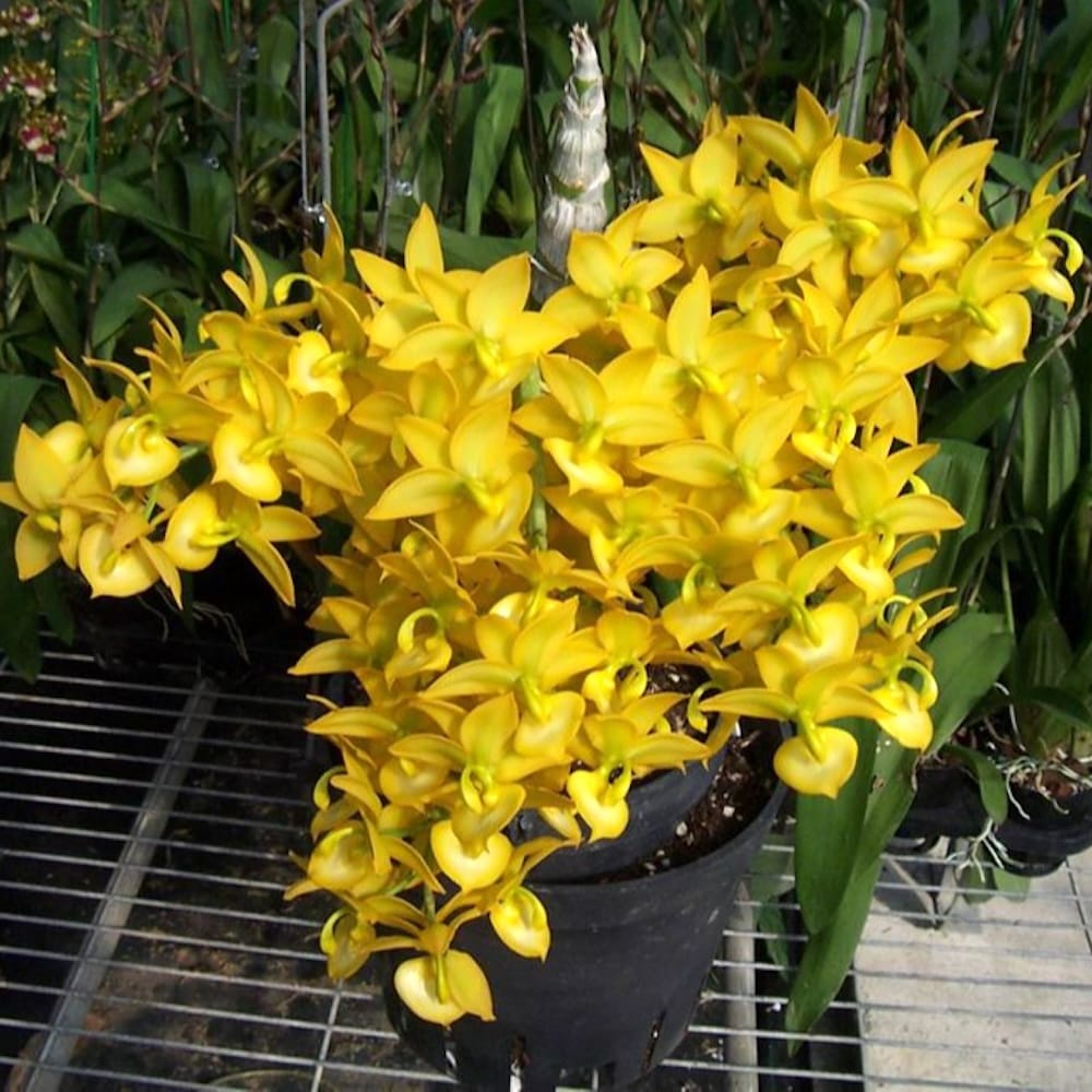 Cyc. Jumbo Puff Taiyoung No.1 SM/TOGA – Secret Garden Plant Shop