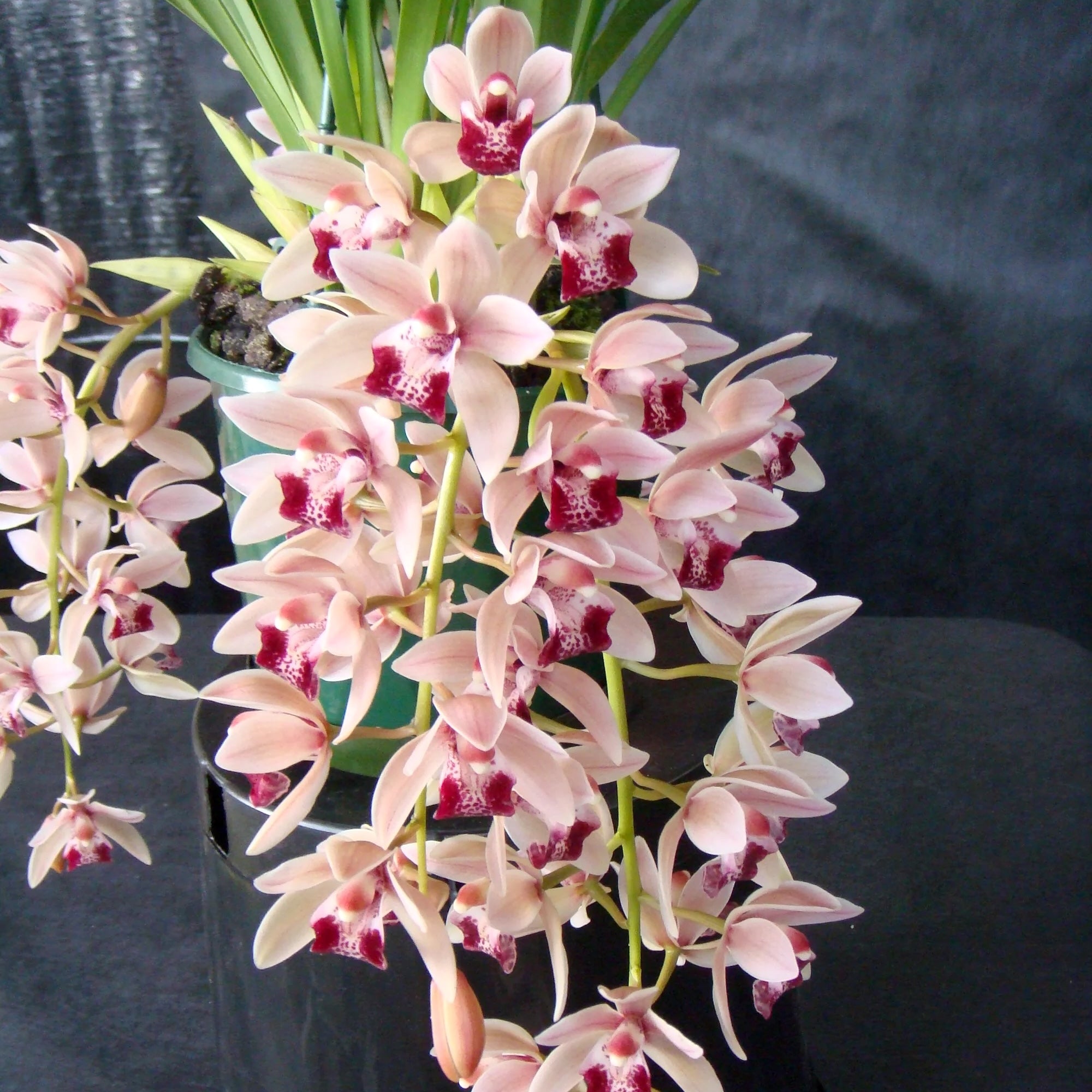 Cymbidium Mary Green (Mitalli) – Secret Garden Plant Shop