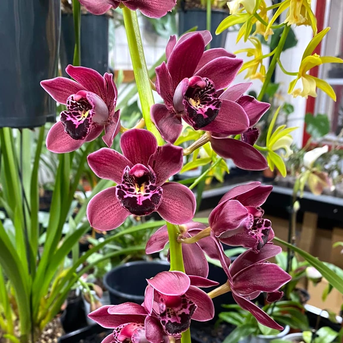 Cymbidium Ruby Turner - spectaculaire hybride met lange, hangende stel ...