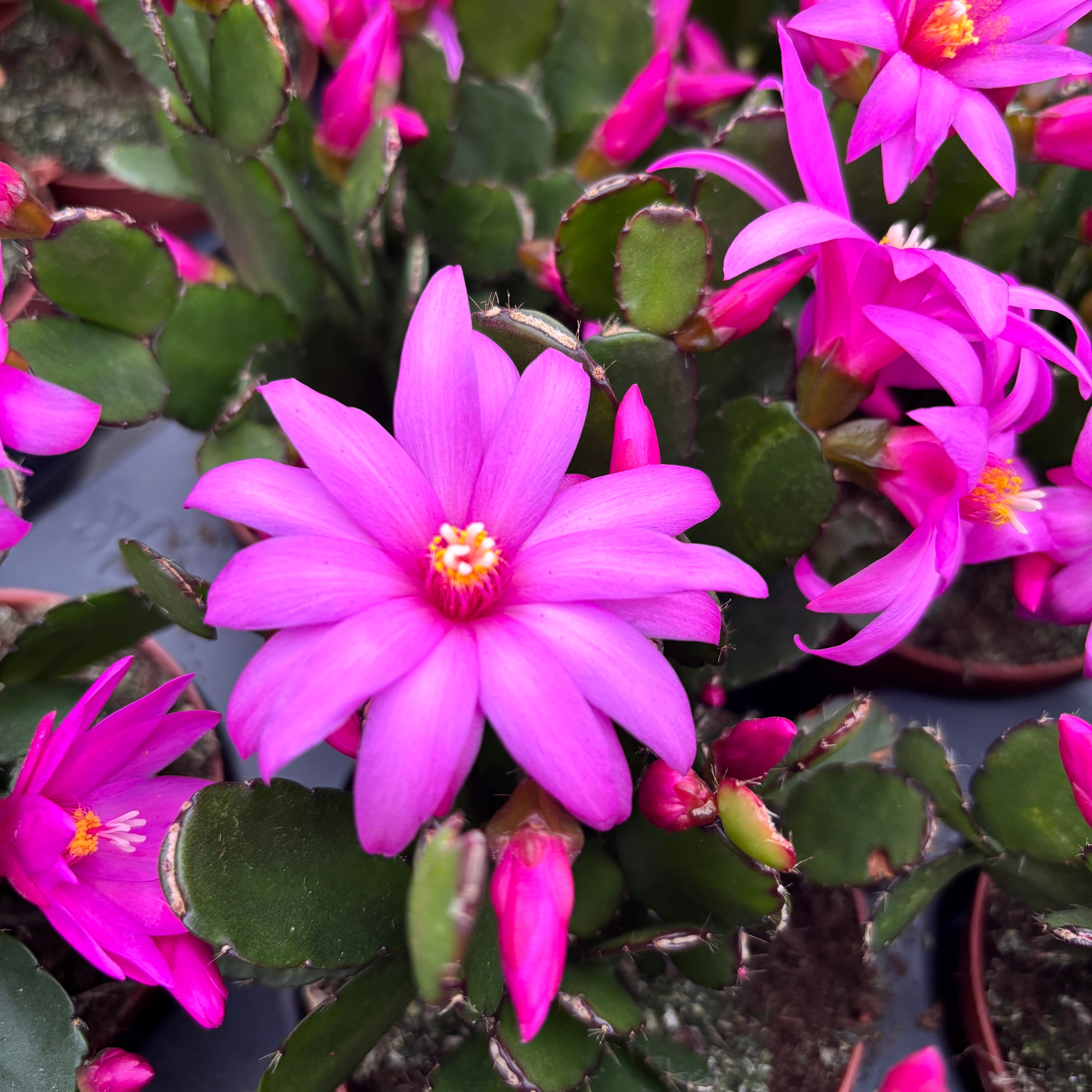 Rhipsalidopsis 'Pegasus’ (floarea pastelui) 2pp – Secret Garden Plant Shop