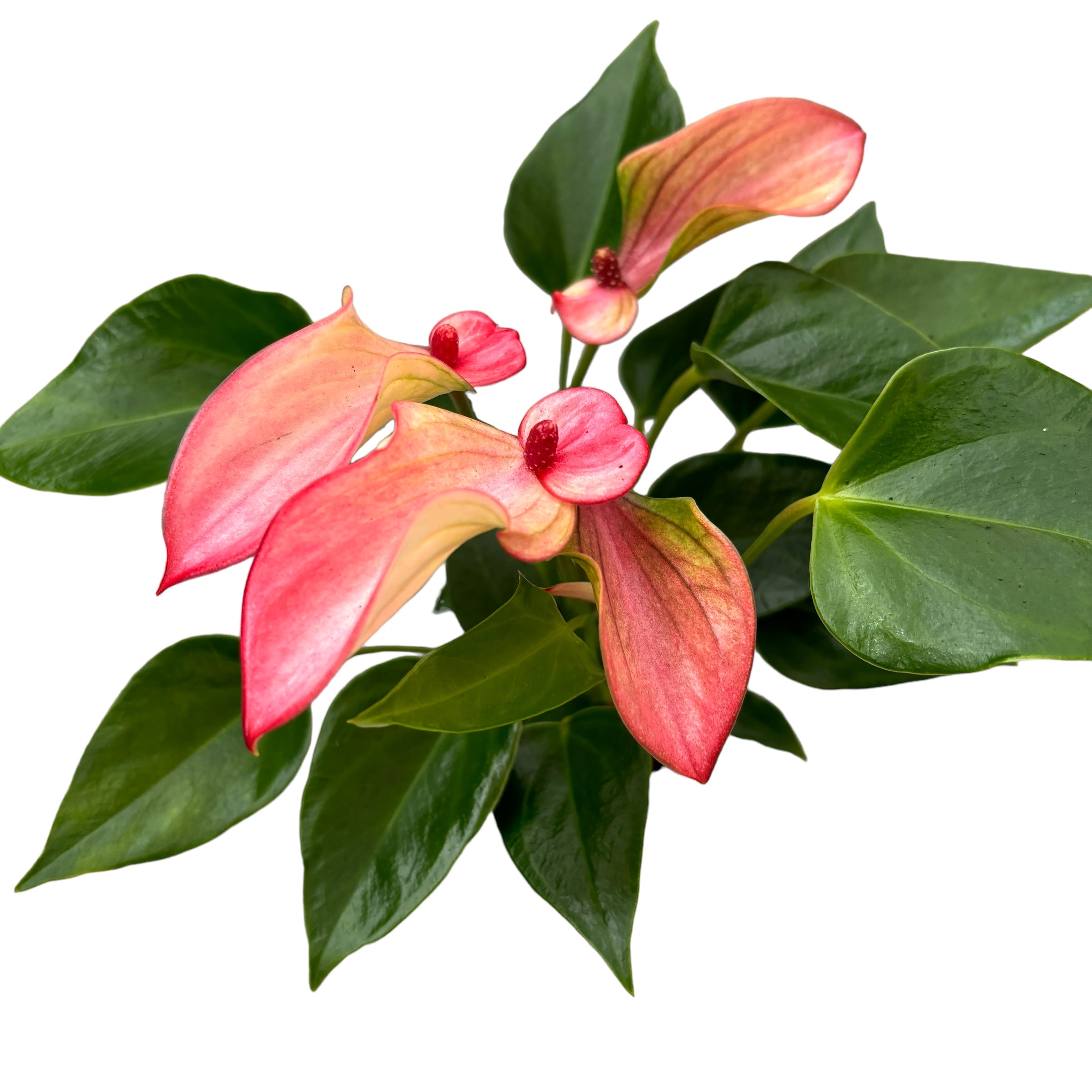 Anthurium Matata D7 – Secret Garden Plant Shop