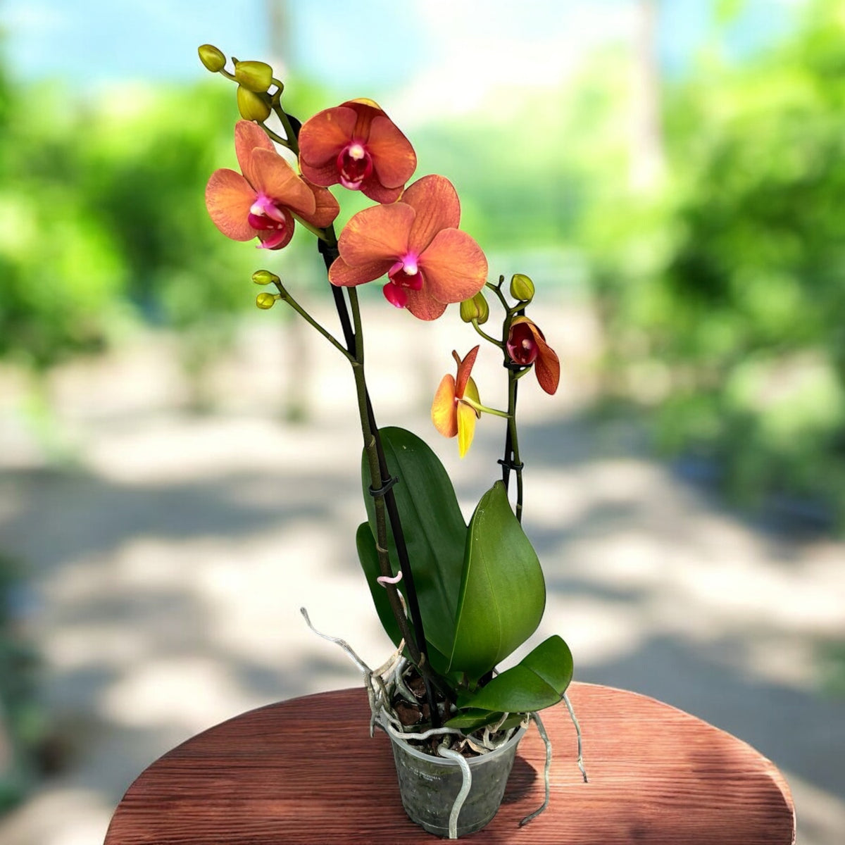 Phalaenopsis Surf Song – Secret Garden Plant Shop