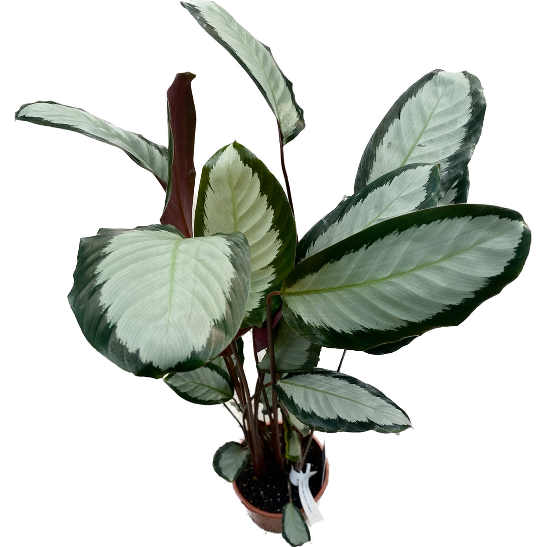 Calathea picturata Argentea H65cm – Floraria Secret Garden (SG)