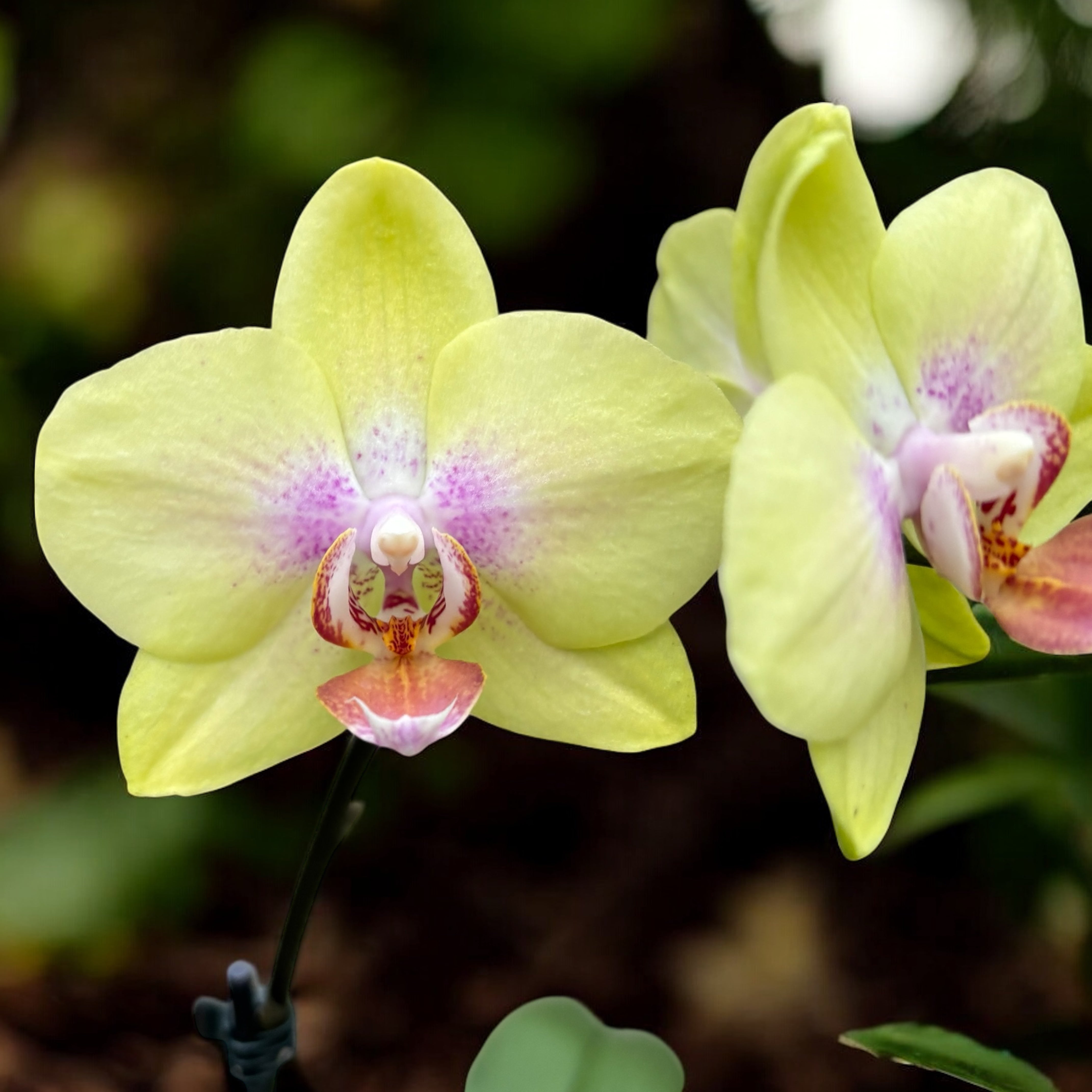 Phalaenopsis Yellow (multiflora) – Secret Garden Plant Shop