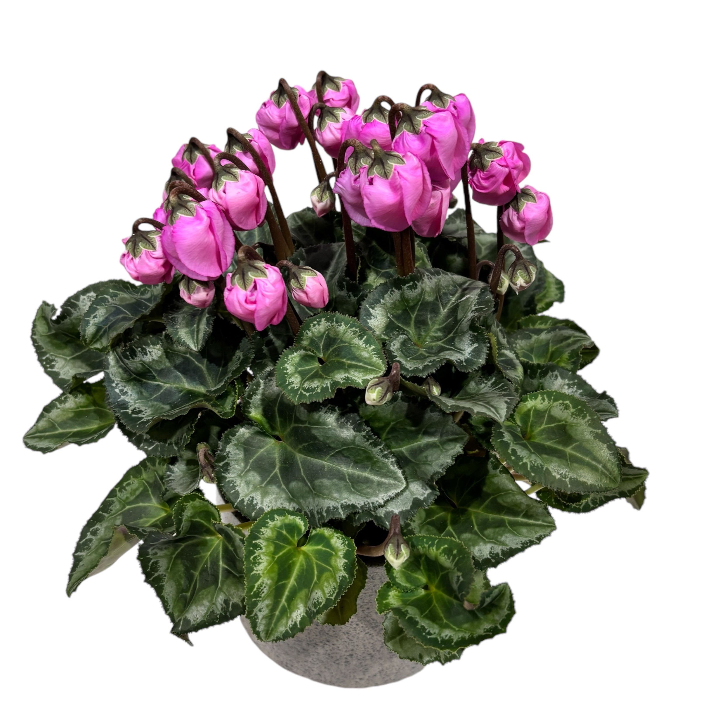 Cyclamen persicum 'Windbell' – Secret Garden Plant Shop
