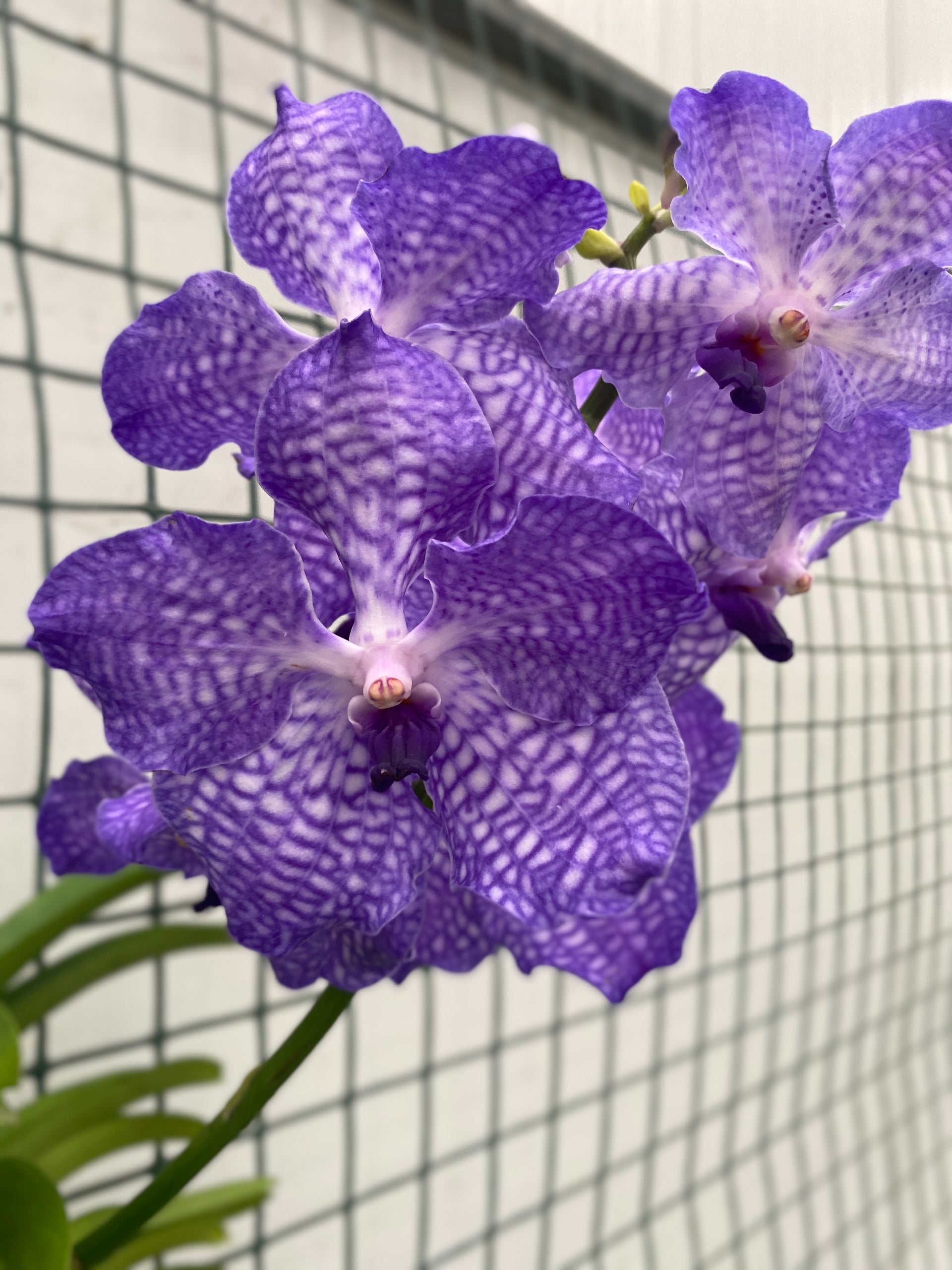 Vanda Blue Magic (Ansu) – Secret Garden Plant Shop