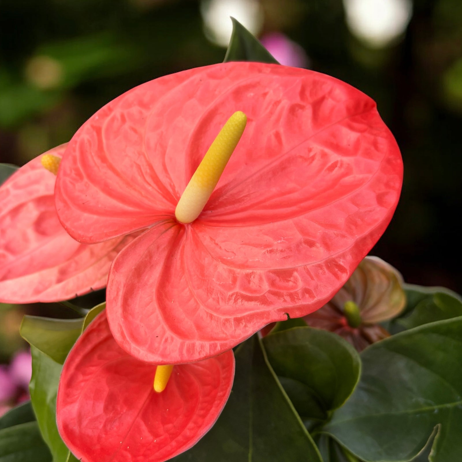 Anthurium ‘Princess of Orange’ – regal tropical in nuante calde de por ...