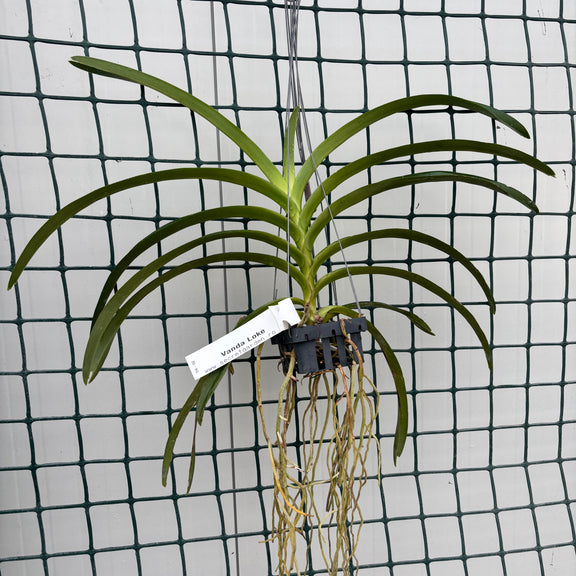 Vanda Loke (Vanda lamellata × Vanda luzonica) parfumata