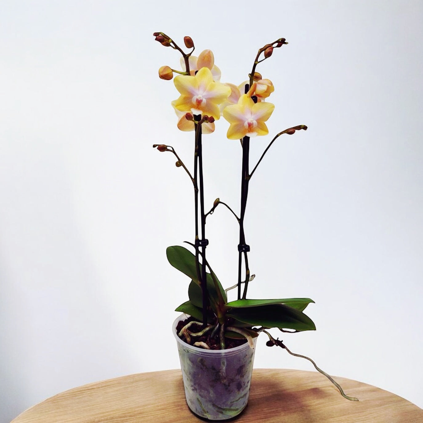 Phalaenopsis Bronze Buddha ‘Lemon’ (Bolgheri Lemon) – orhidee cu flori ...
