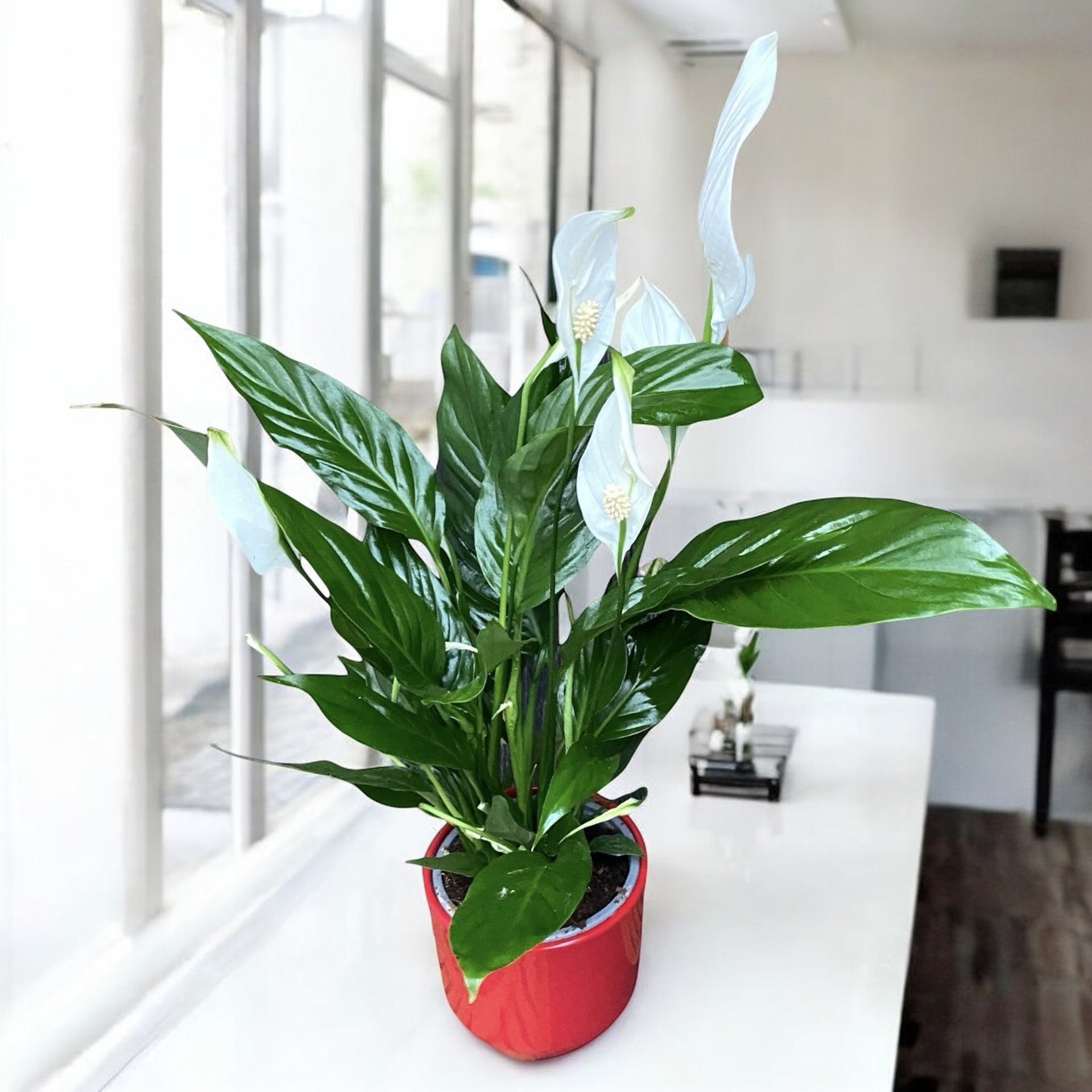 Crinul pacii – planta eleganta care purifica aerul si aduce armonie in ...