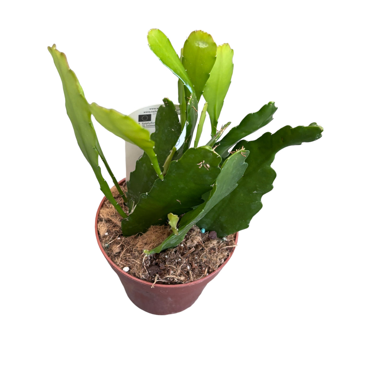 Epiphyllum ‘Fruhlings Gold’ D12 (cactusul orhidee galben) – Secret ...