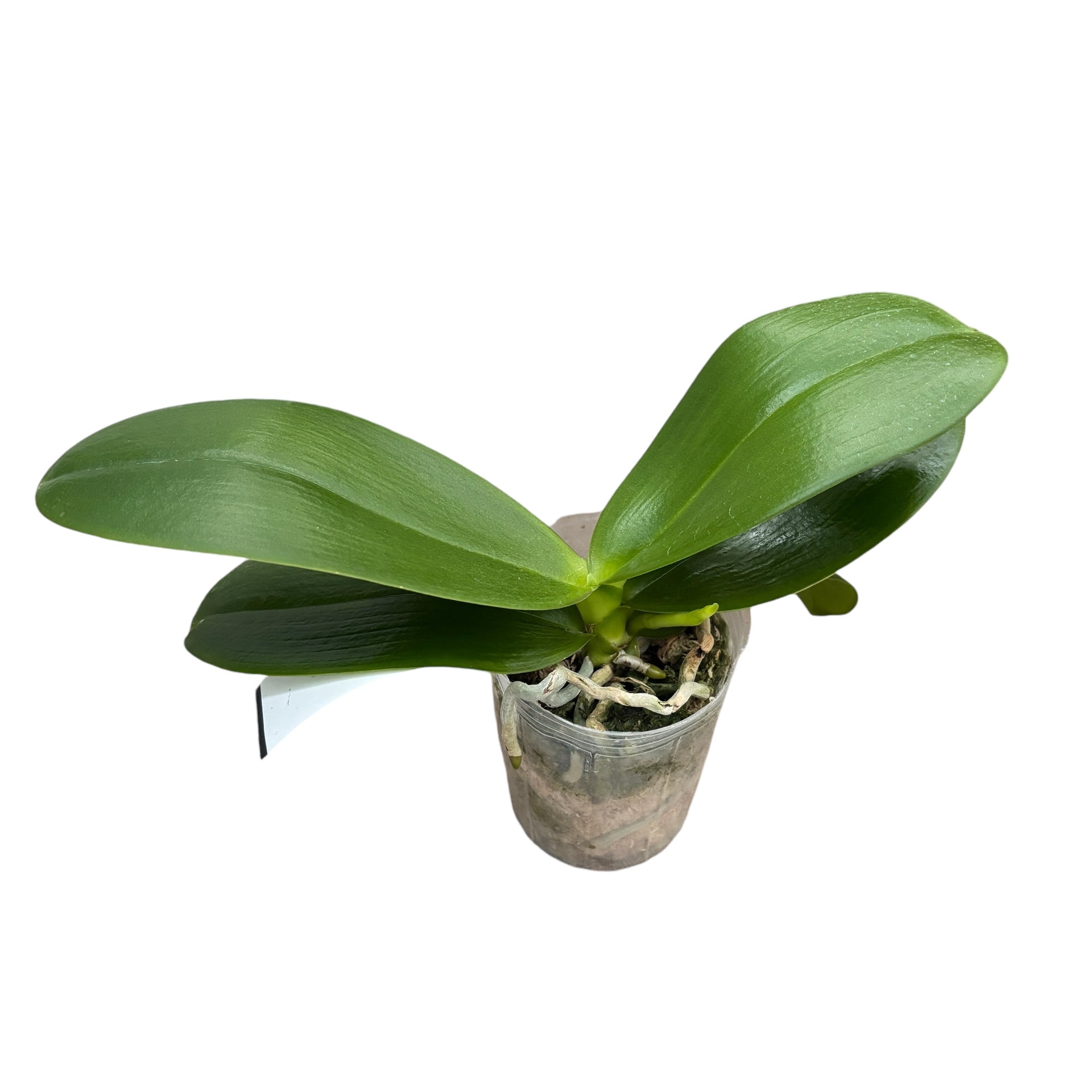 Phalaenopsis Allura 'Shiraz' – Secret Garden Plant Shop