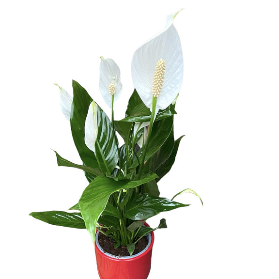 Crinul pacii - Spathiphyllum (purifica aerul)