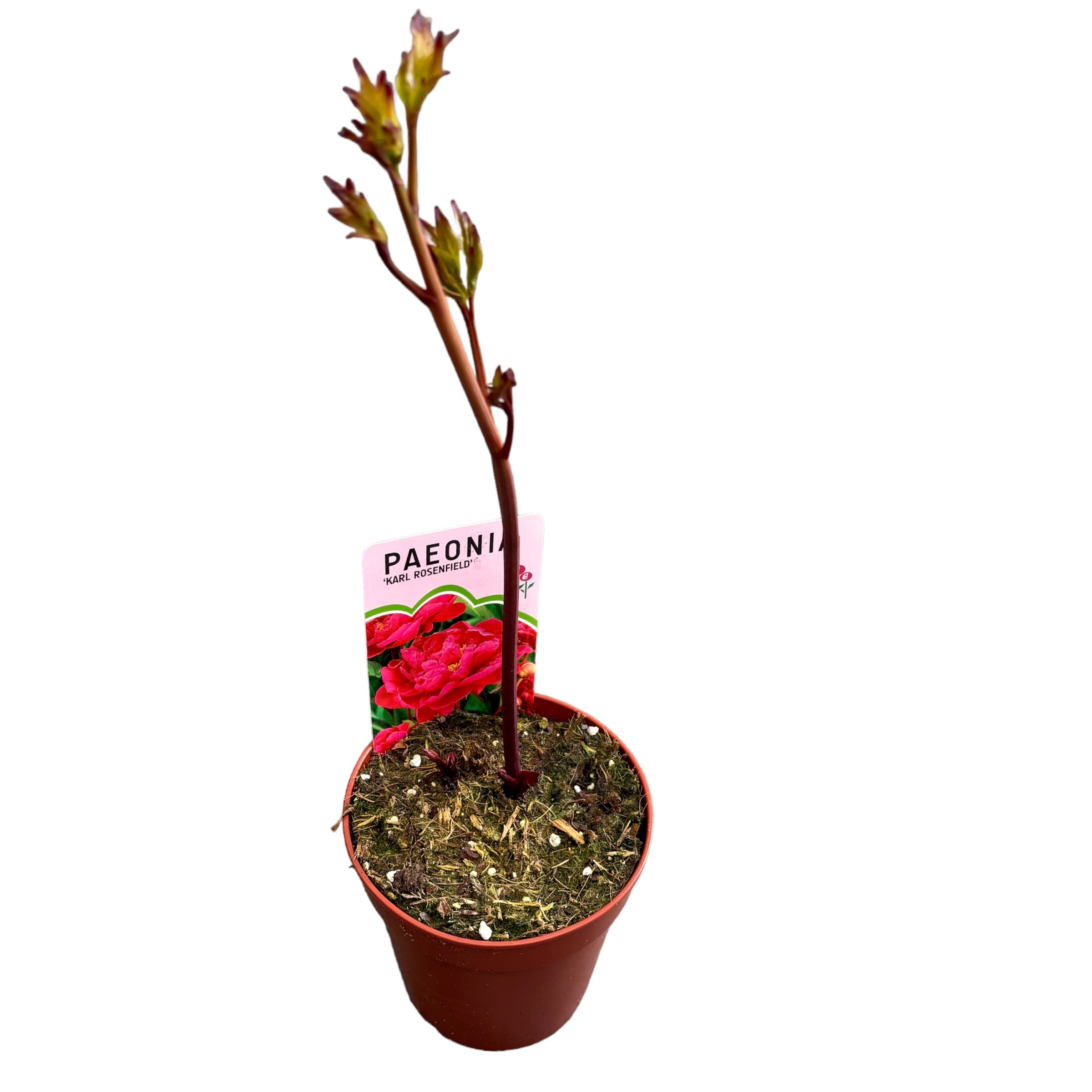 Bujori de gradina parfumati - Paeonia lactiflora 'Karl Rosenfield ...
