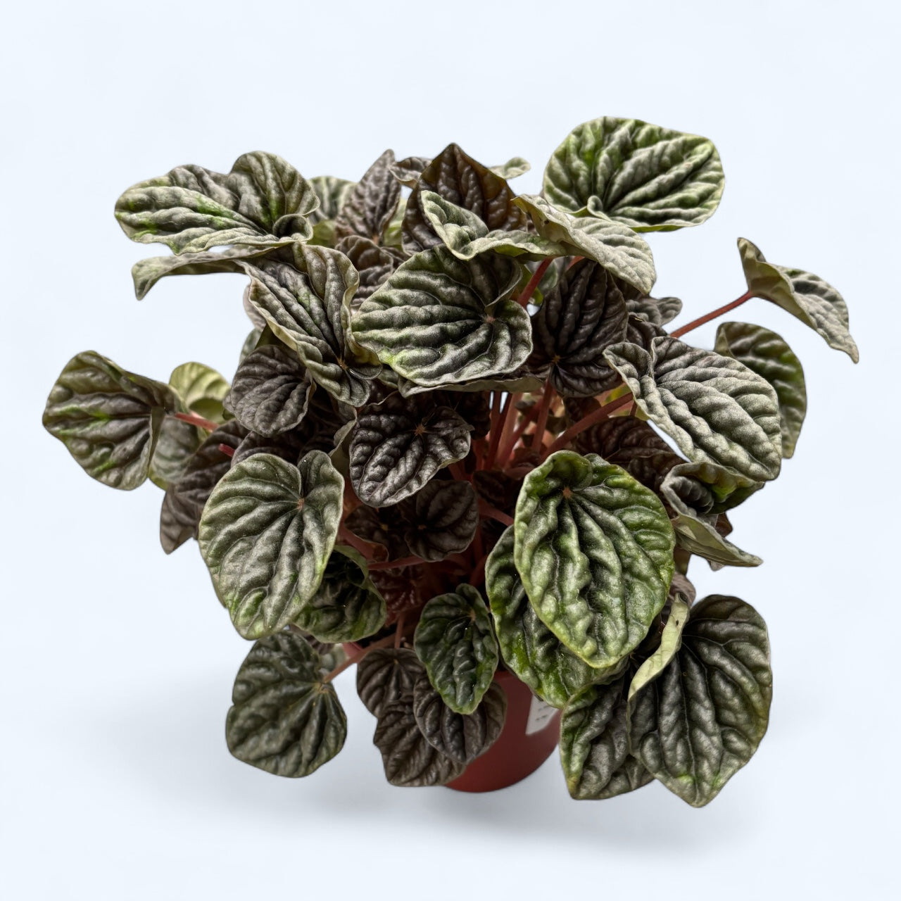 Peperomia caperata 'Silver' – Secret Garden Plant Shop