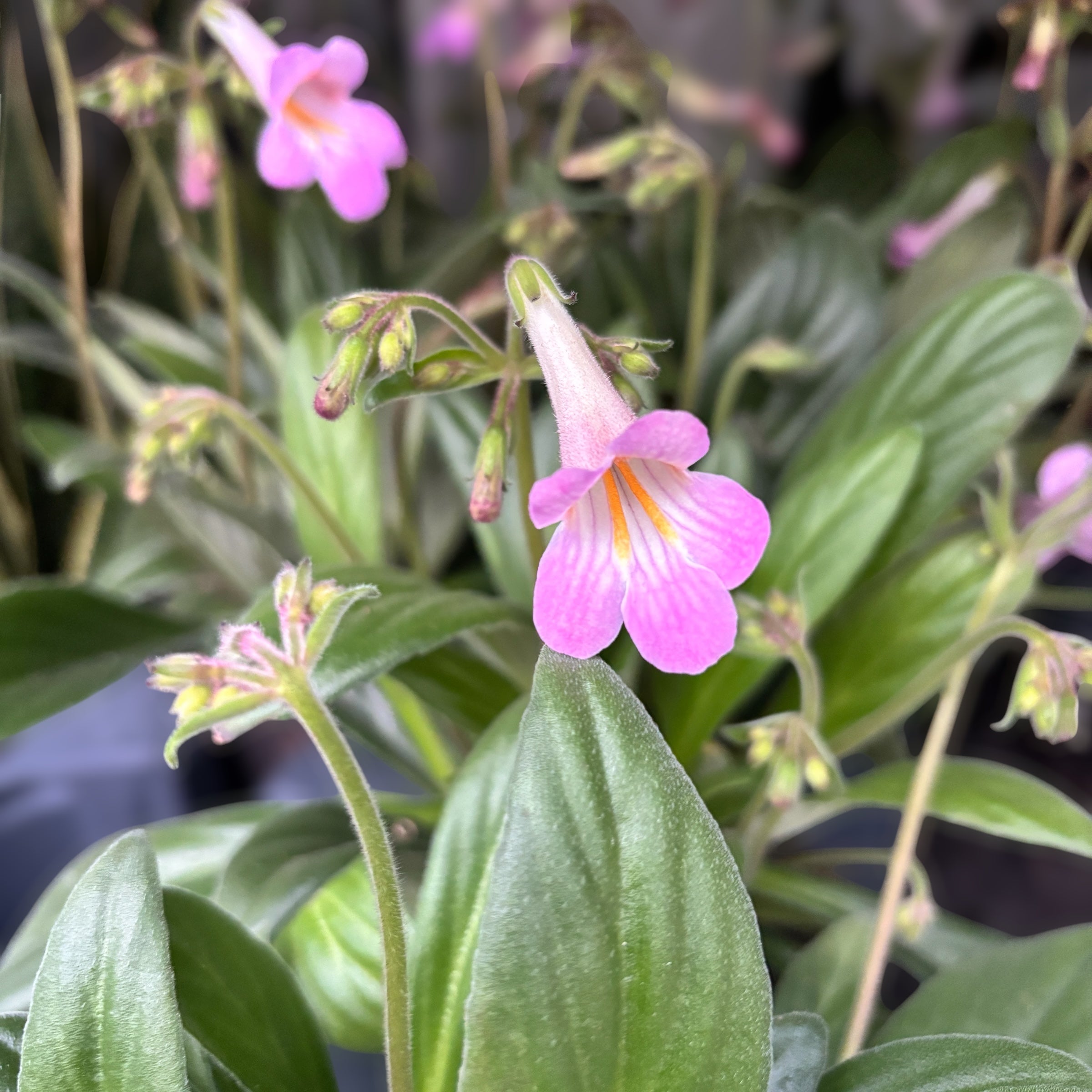 Streptocarpus ‘Little Lina’ – Secret Garden Plant Shop