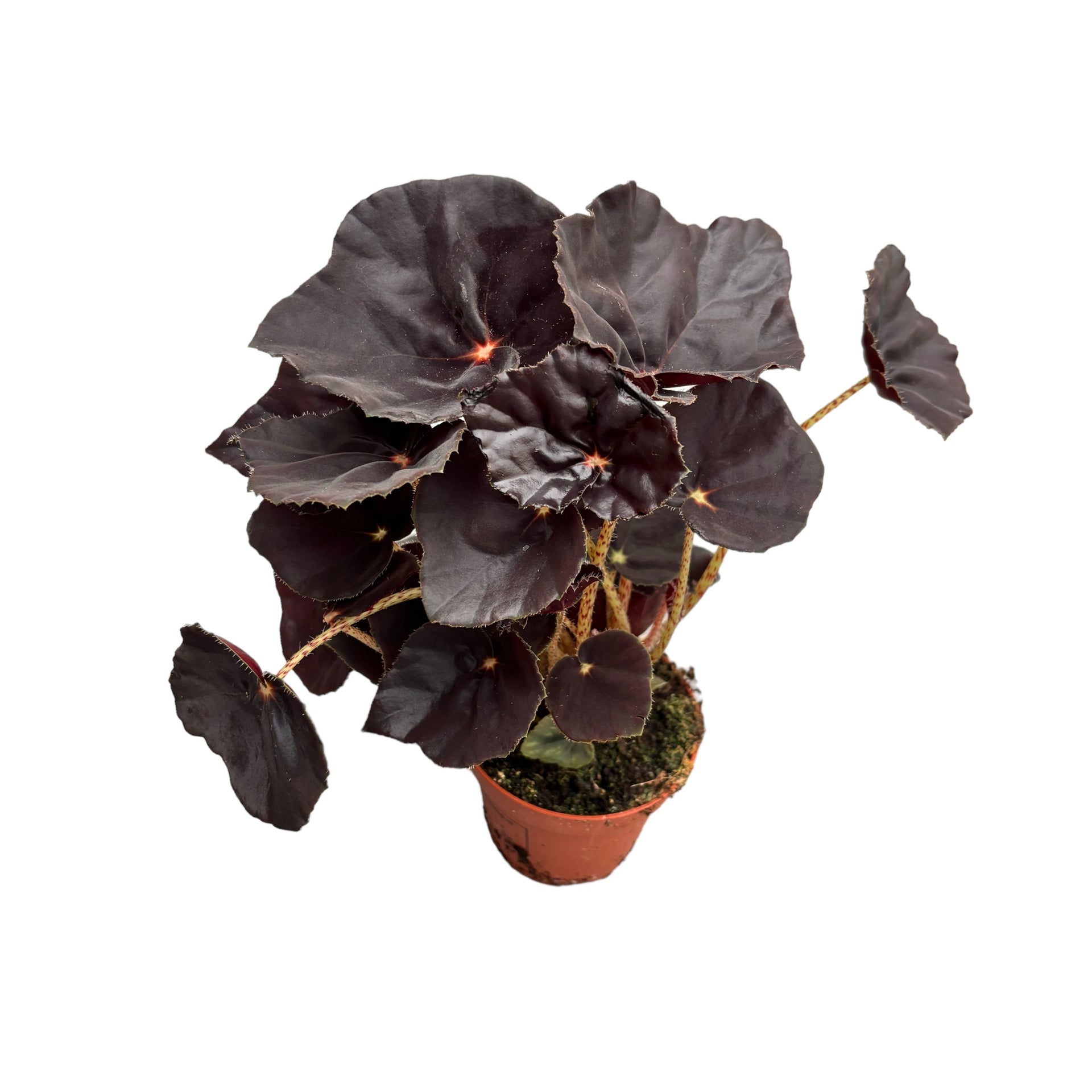 Begonia Magic Colours 'Black Mambo' – Secret Garden Plant Shop