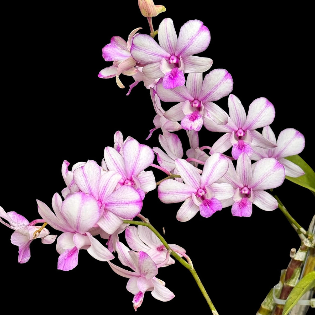 Dendrobium Popeye '2720' – Secret Garden Plant Shop