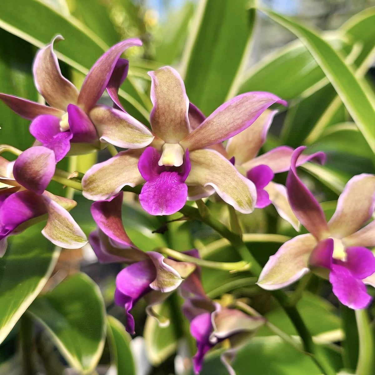 Dendrobium Burana Sundae (variegata) – Secret Garden Plant Shop