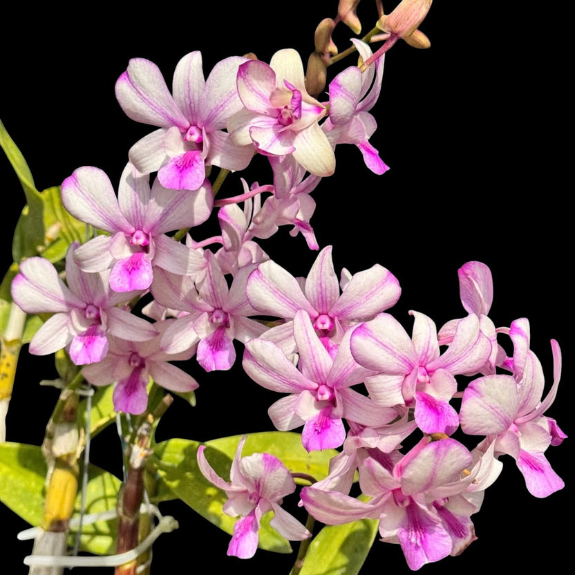 Dendrobium Popeye '2720' – Secret Garden Plant Shop