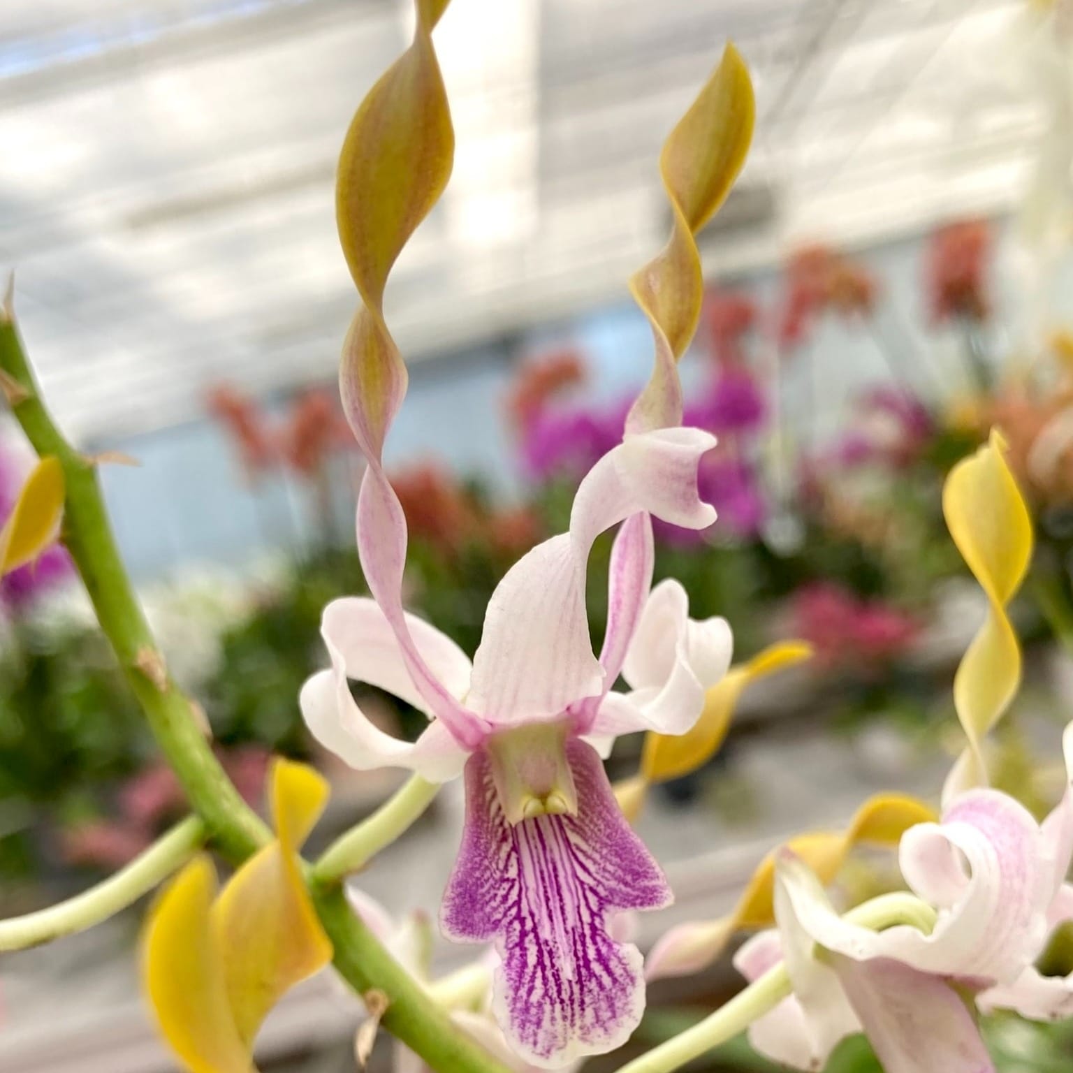 Dendrobium Taiwan Helix (Den. helix × Doctor Uthai) – Secret Garden ...