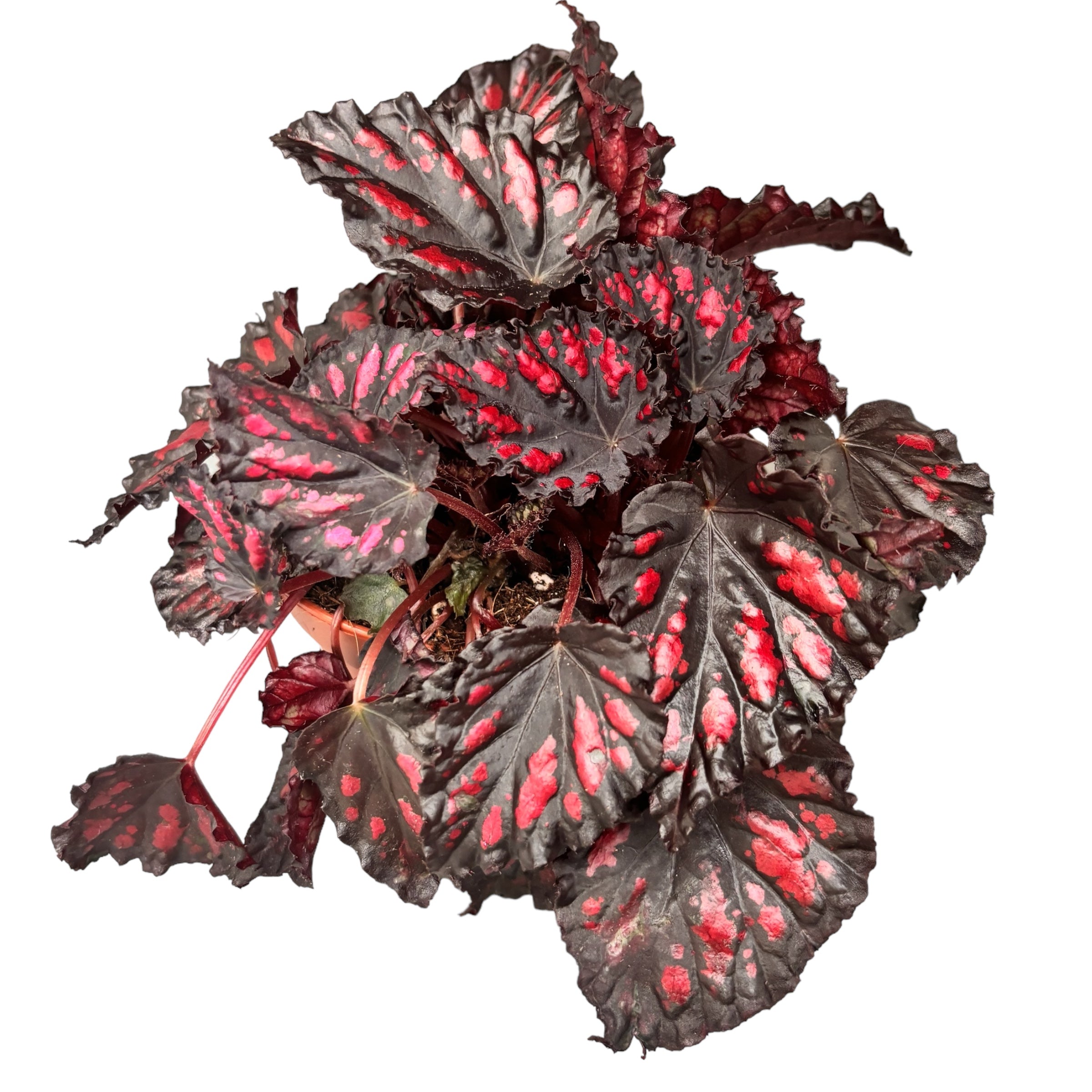 Begonia Magic Colours 'Etna' – Secret Garden Plant Shop