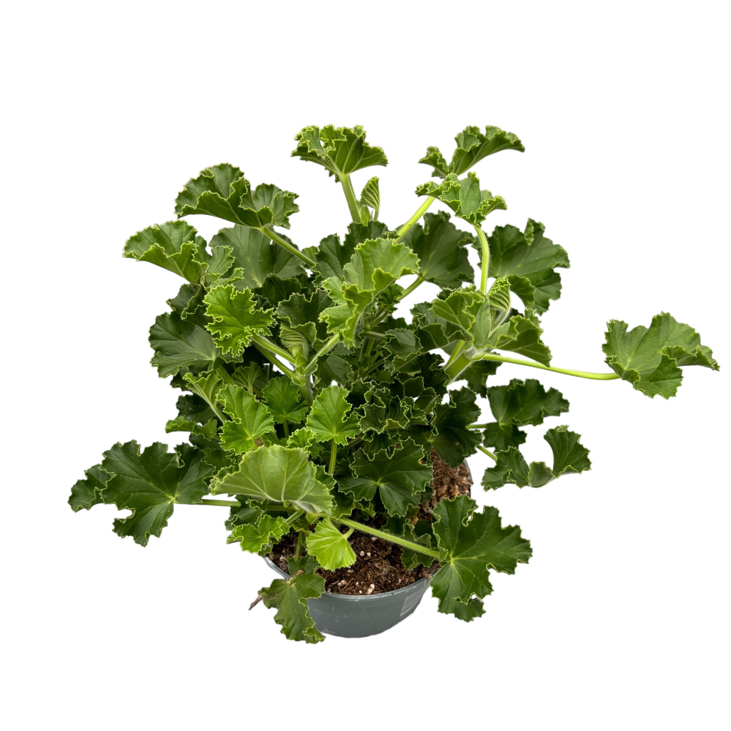 Muscate parfumate - Scented Geranium (aroma de Cola) – Secret Garden ...