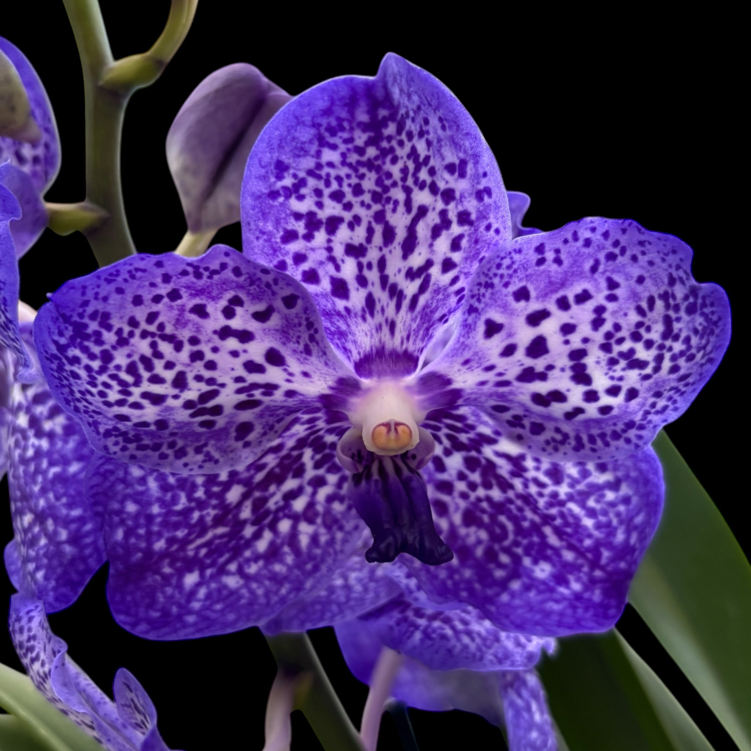 Vanda Violet Blue Spot (Ansu) – Secret Garden Plant Shop