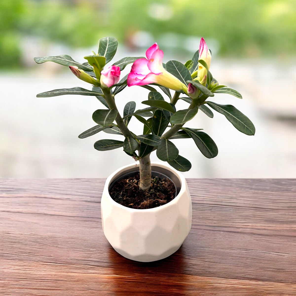 Adenium obesum 'Pink Star' (trandafirul desertului) D9 – Secret Garden ...