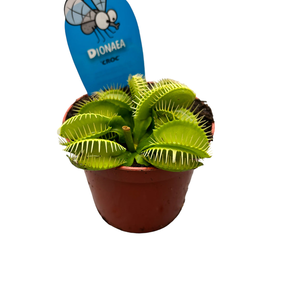 Dionaea Muscipula ‘Croc’ (Venus Flytrap) - O planta carnivora de excep ...