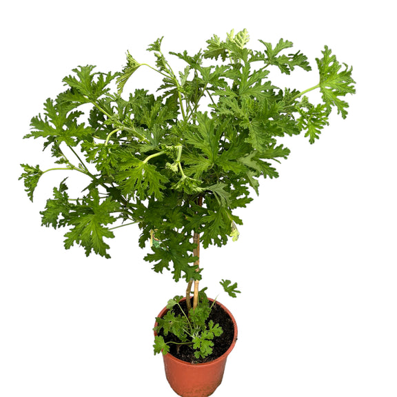 Muscate parfumate (Indrusaim) - Pelargonium graveolens 'Lemon' H70