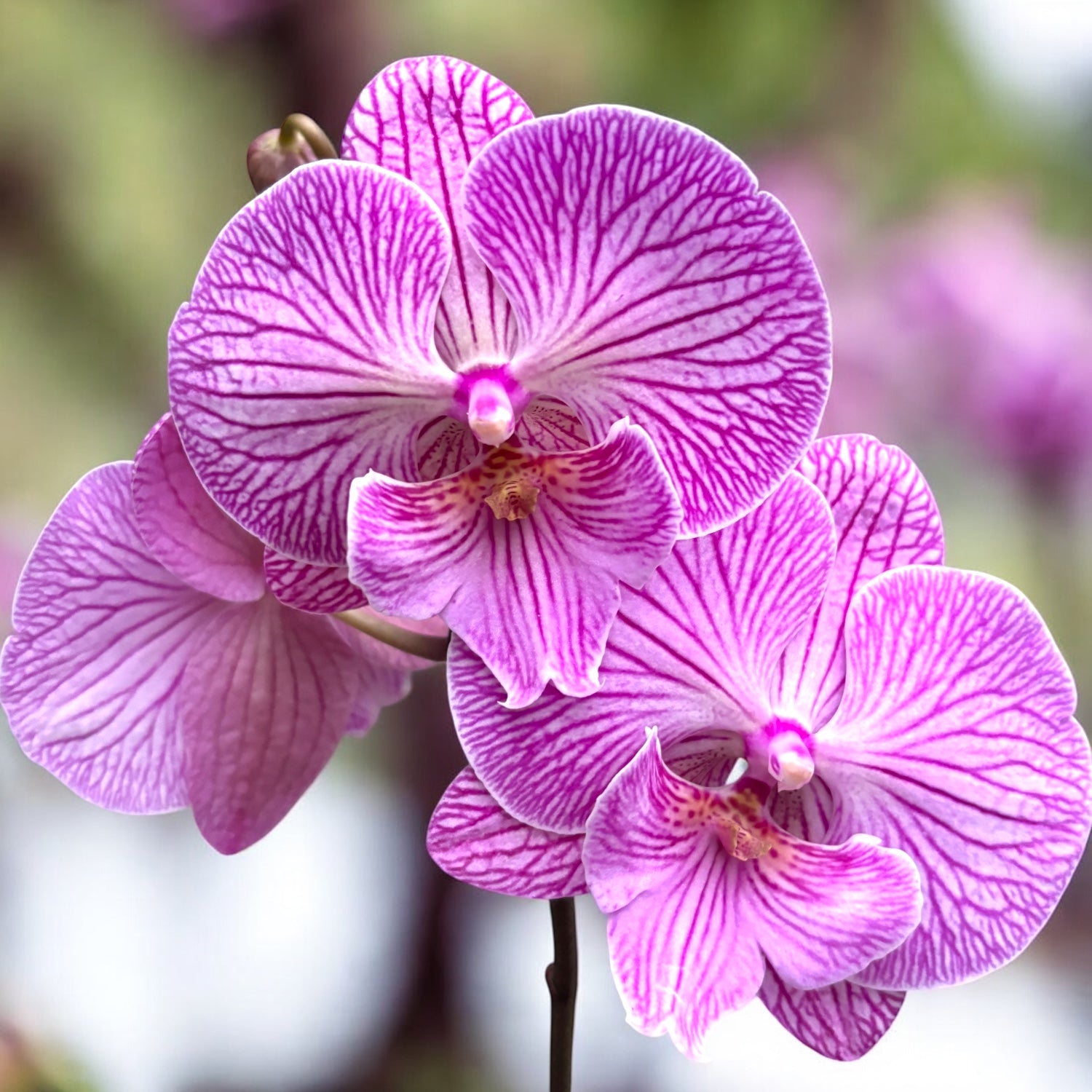 Phalaenopsis 'Lizard King' big lip – Secret Garden Plant Shop
