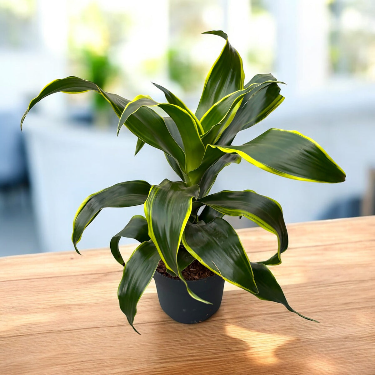 Dracaena fragrans ‘Dorado’ – frunzis luminos, planta de interior elega ...