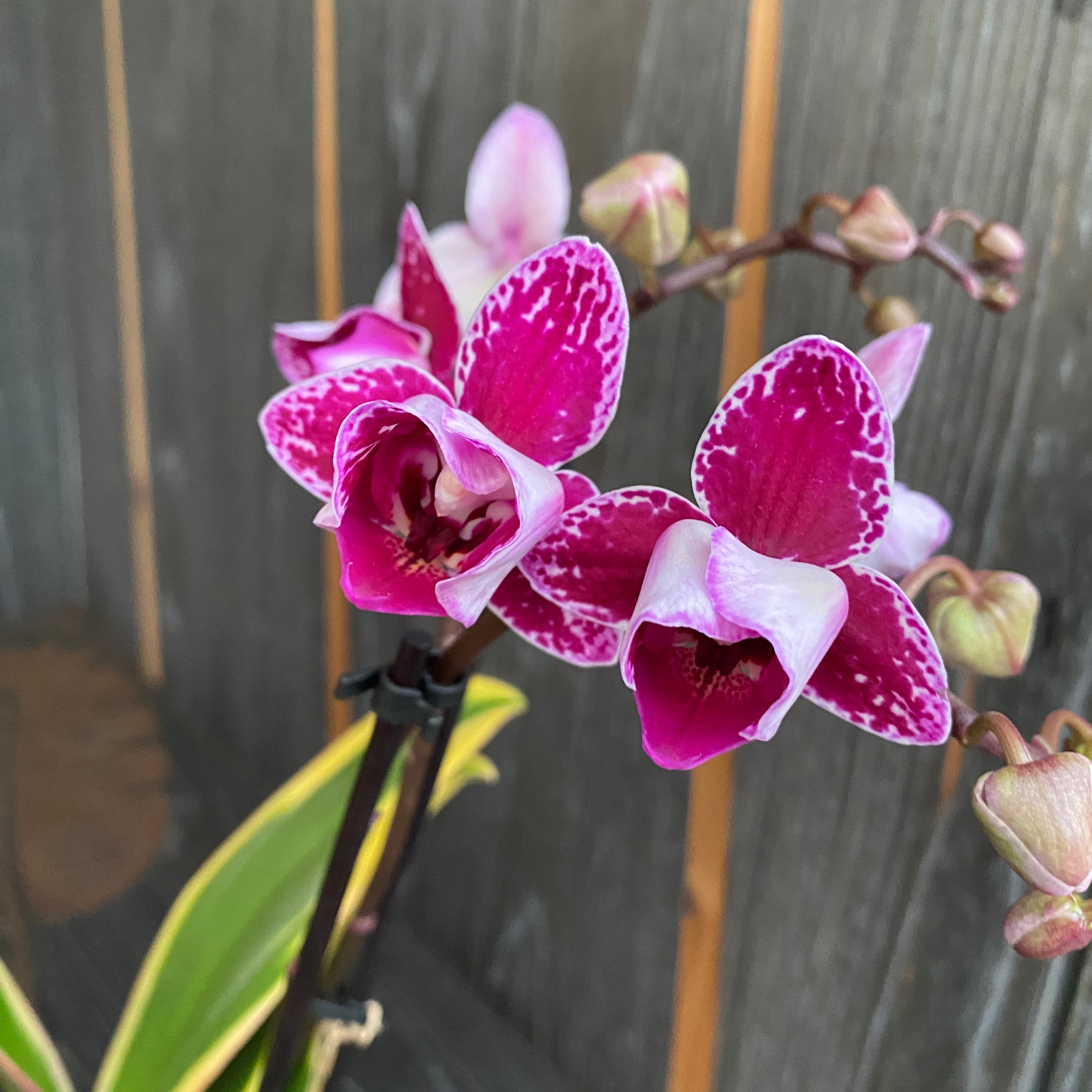 Phalaenopsis Chia E Yenlin (variegated leaves) - peloric flowers