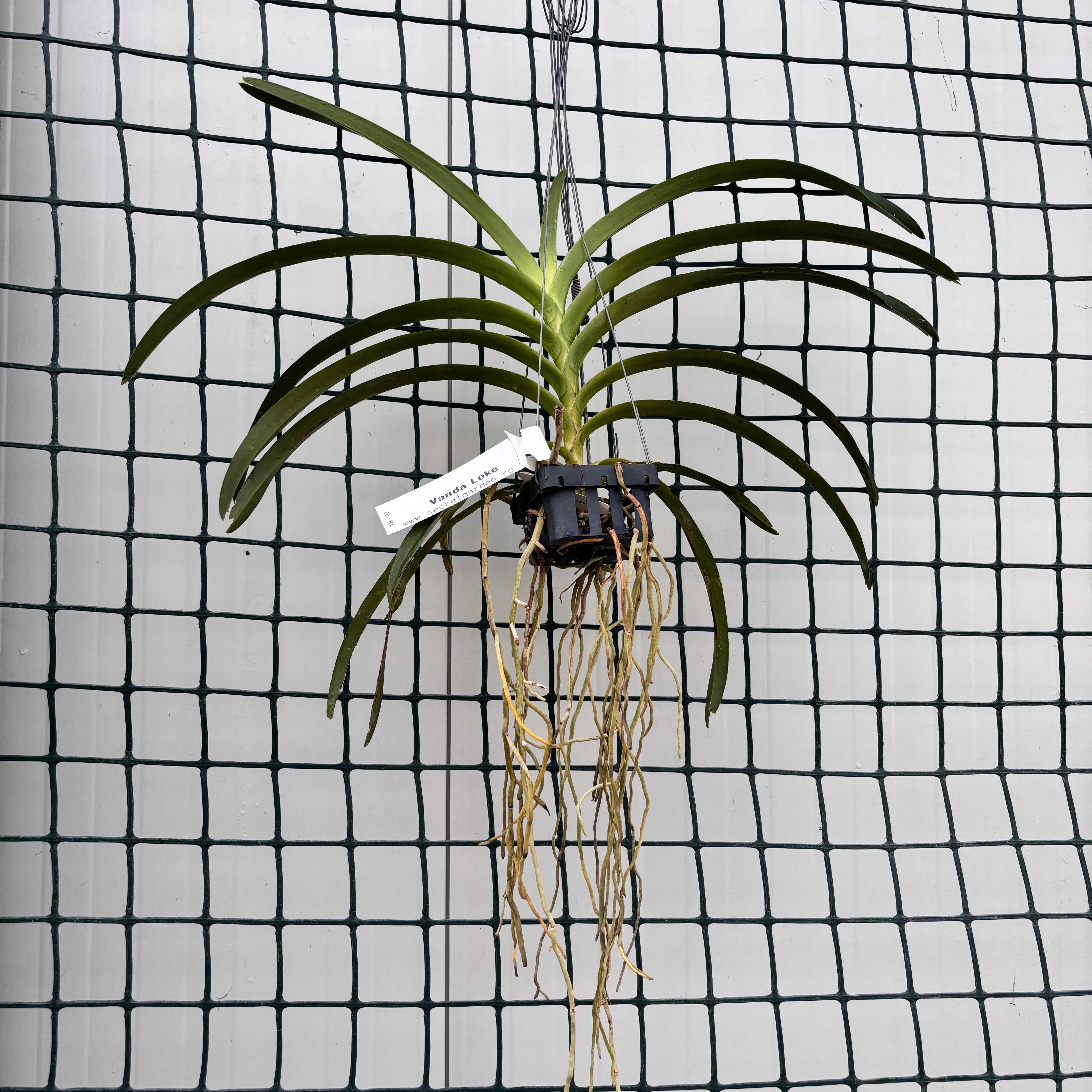 Vanda Loke (Vanda lamellata × Vanda luzonica) parfumata
