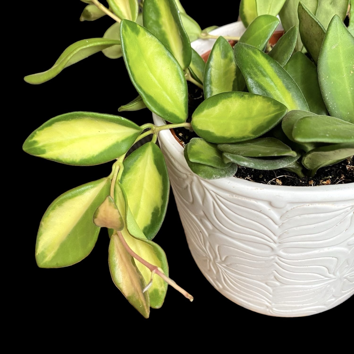 Hoya sp. aff. burtoniae 'Variegata' (Hoya sp. DS-70 variegata) - full ...