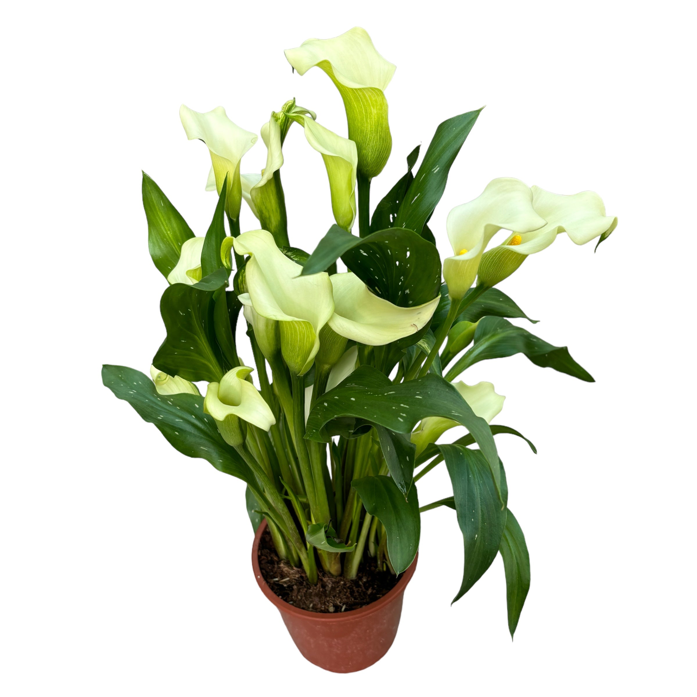 Zantedeschia ‘Captain Fresco’ (Cale albe) – Secret Garden Plant Shop