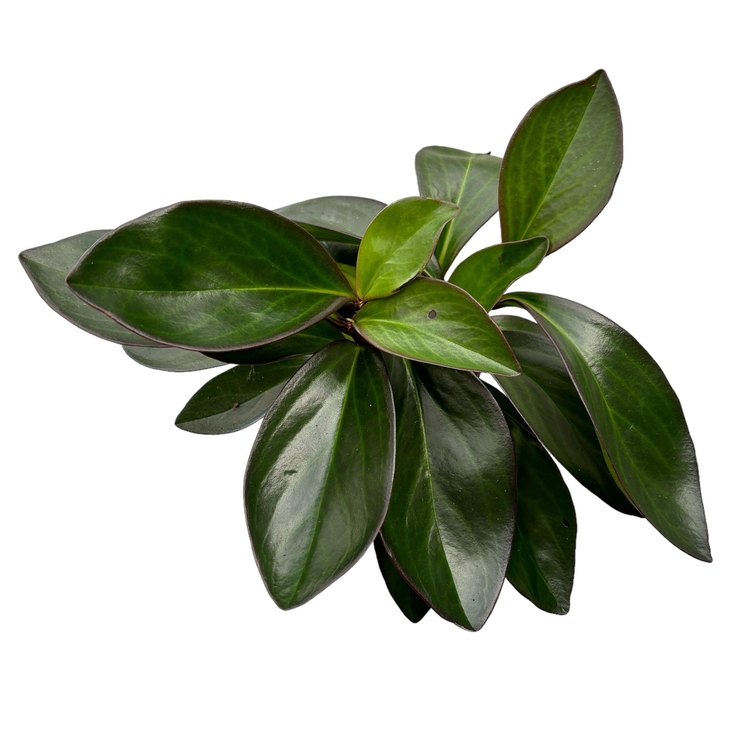 Peperomia Clusiifolia Red Margin – Secret Garden Plant Shop