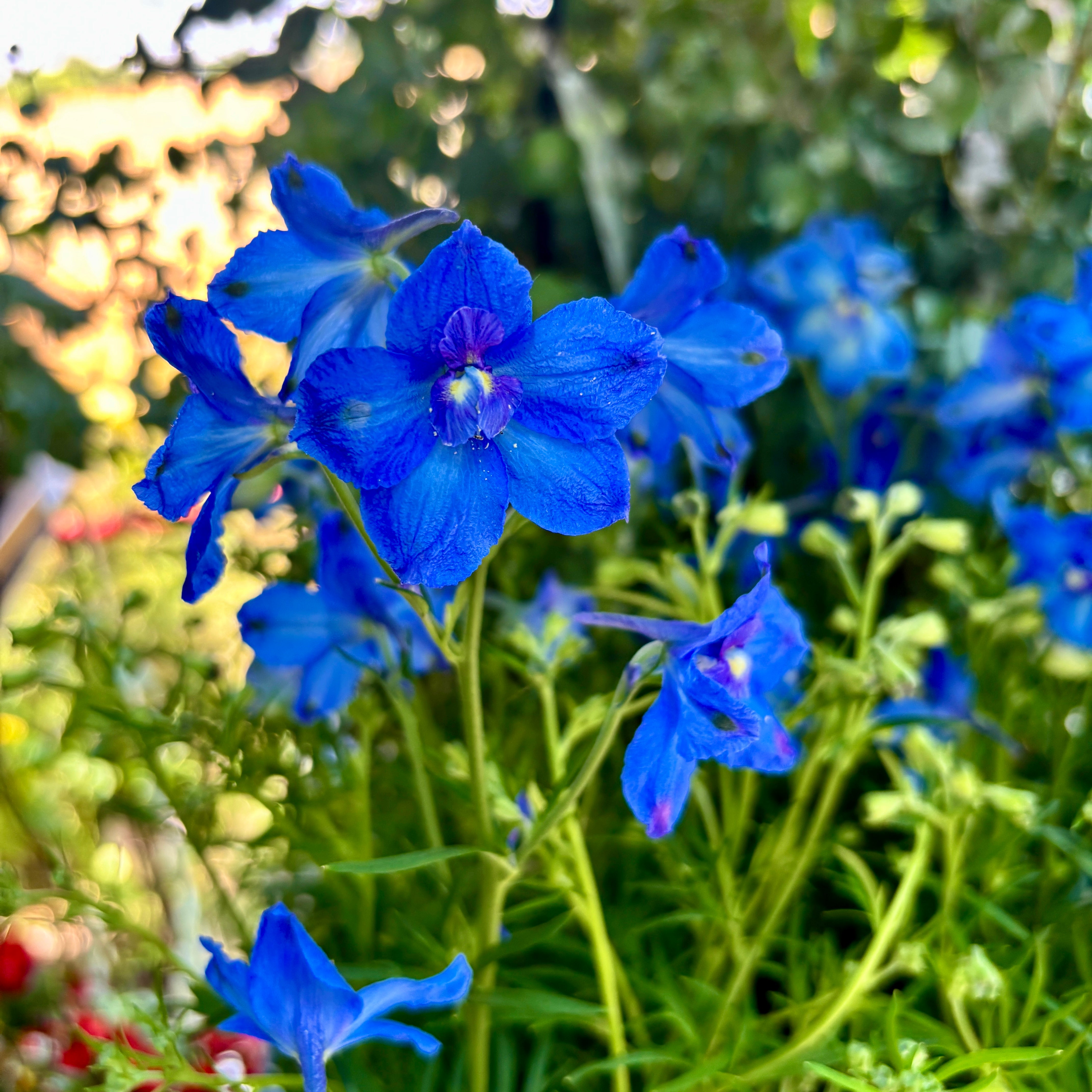 Saponaria ‘Bressingham’ – planta perena cu flori roz, acoperire de sol ...