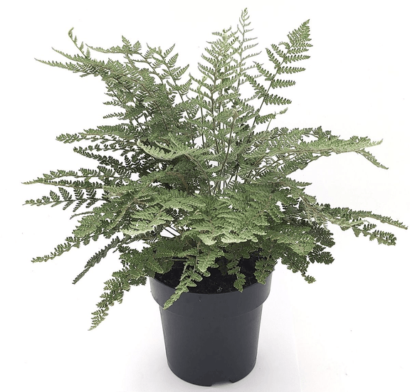 Feriga de gradina - Cheilanthes lanosa (feriga lanoasa)