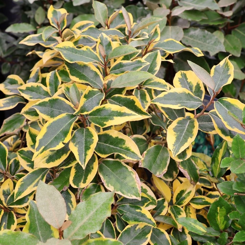 Elaeagnus ebbingei 'Gilt Edge'
