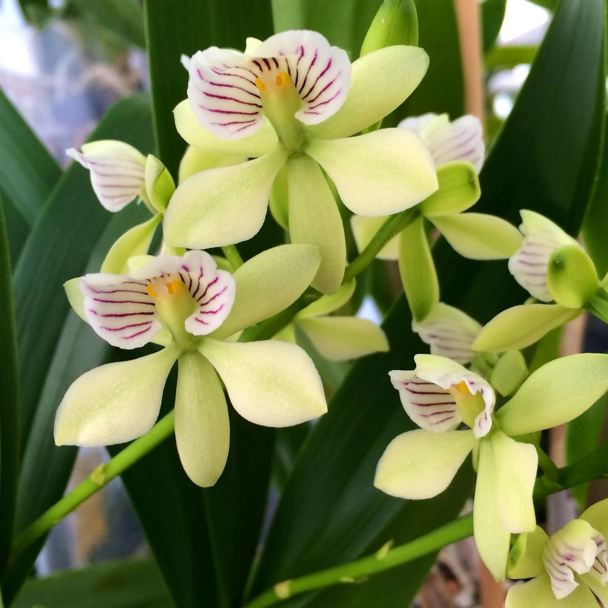 Encyclia radiata – Secret Garden Plant Shop
